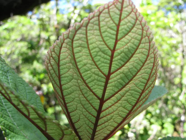 Mamaki Tea Benefits |A Detailed Guide to The Plant & Effects